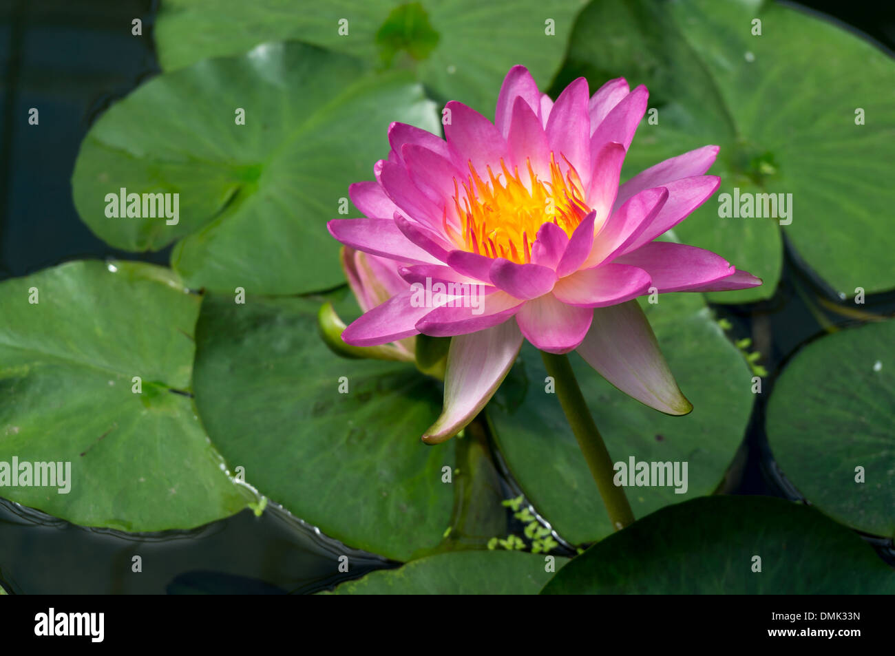 Lotus Flower (Nelumbo nucifera Stock Photo - Alamy