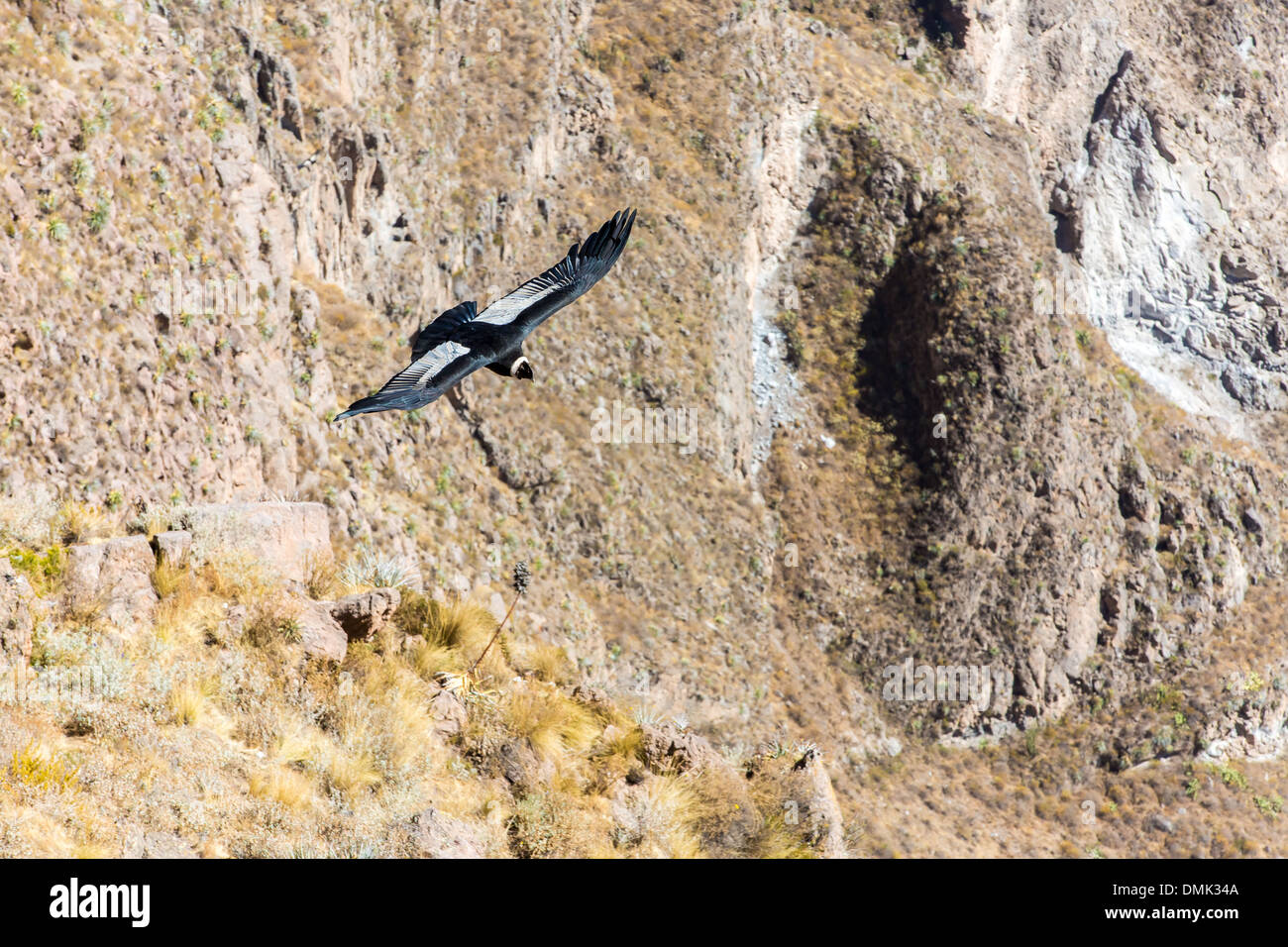 Flying condor over Colca canyon,Peru,South America. This is a condor ...