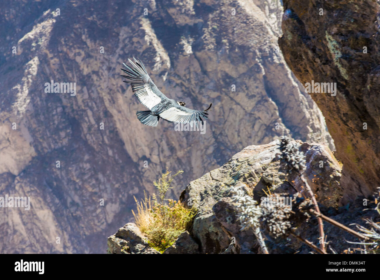 Flying condor over Colca canyon,Peru,South America. This is a condor ...