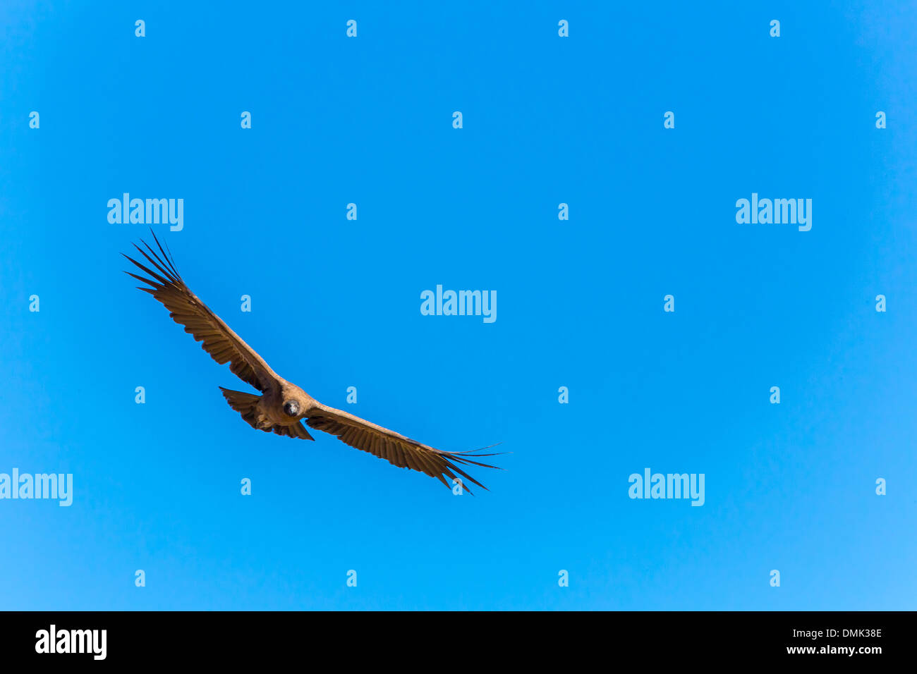 Flying condor over Colca canyon,Peru,South America. This is a condor ...