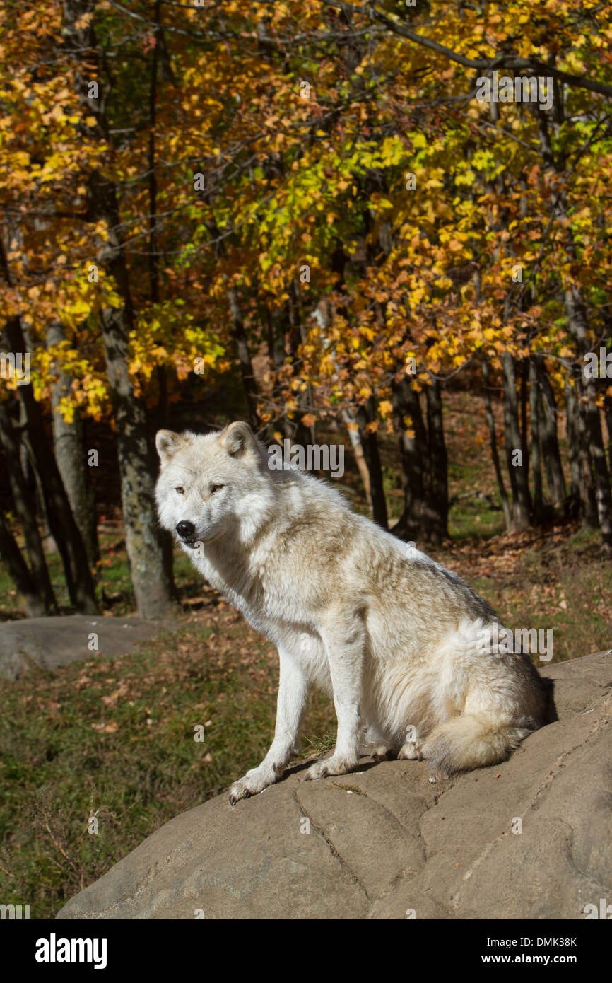 WOLF IN THE OMEGA PARK, ANIMAL PARK OF MONTEBELLO, INDIAN SUMMER ...
