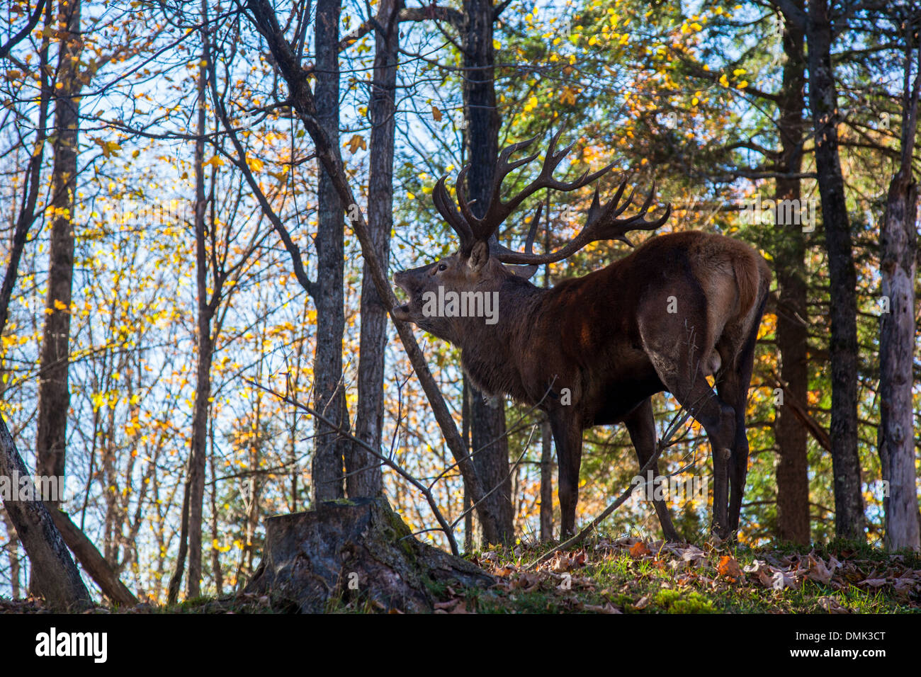 WHITE-TAILED DEER IN THE OMEGA PARK, ANIMAL PARK OF MONTEBELLO, INDIAN ...