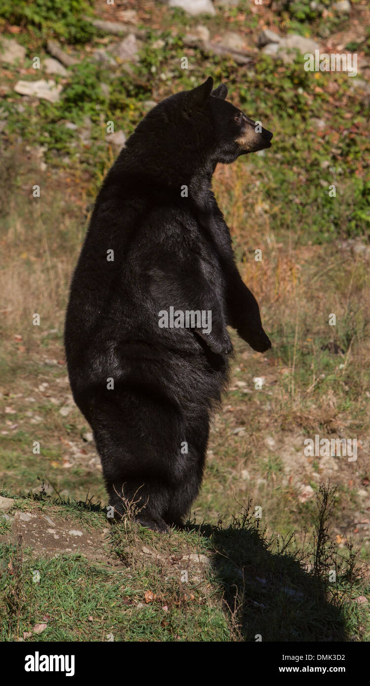 BLACK BEAR IN THE OMEGA PARK, ANIMAL PARK OF MONTEBELLO, QUEBEC, CANADA ...