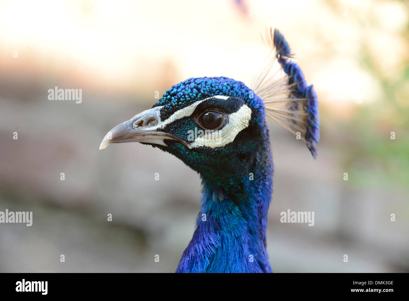 Pavo real comun hi-res stock photography and images - Alamy