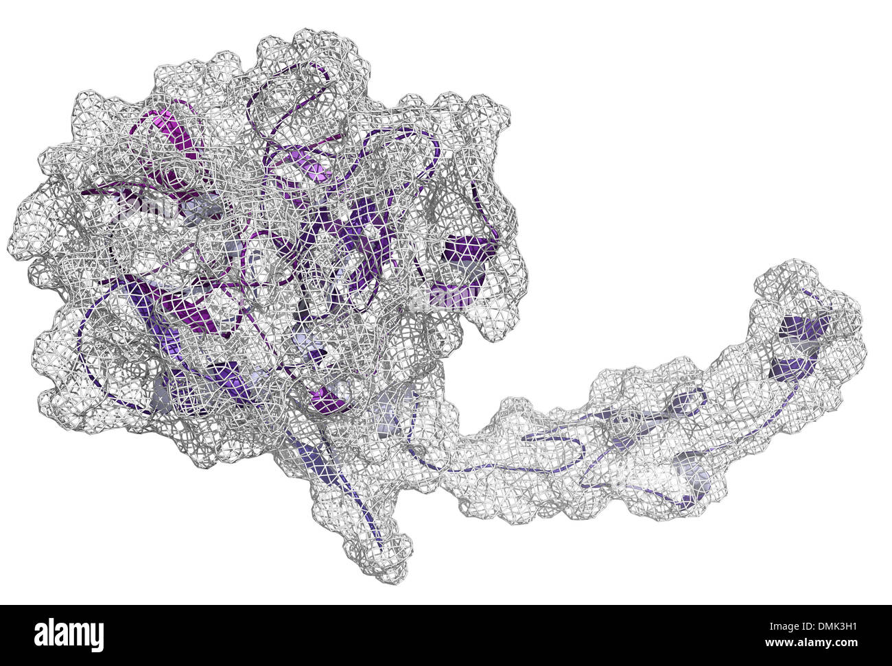 Activated coagulation factor VII (FVIIa). Important in blood clotting ...