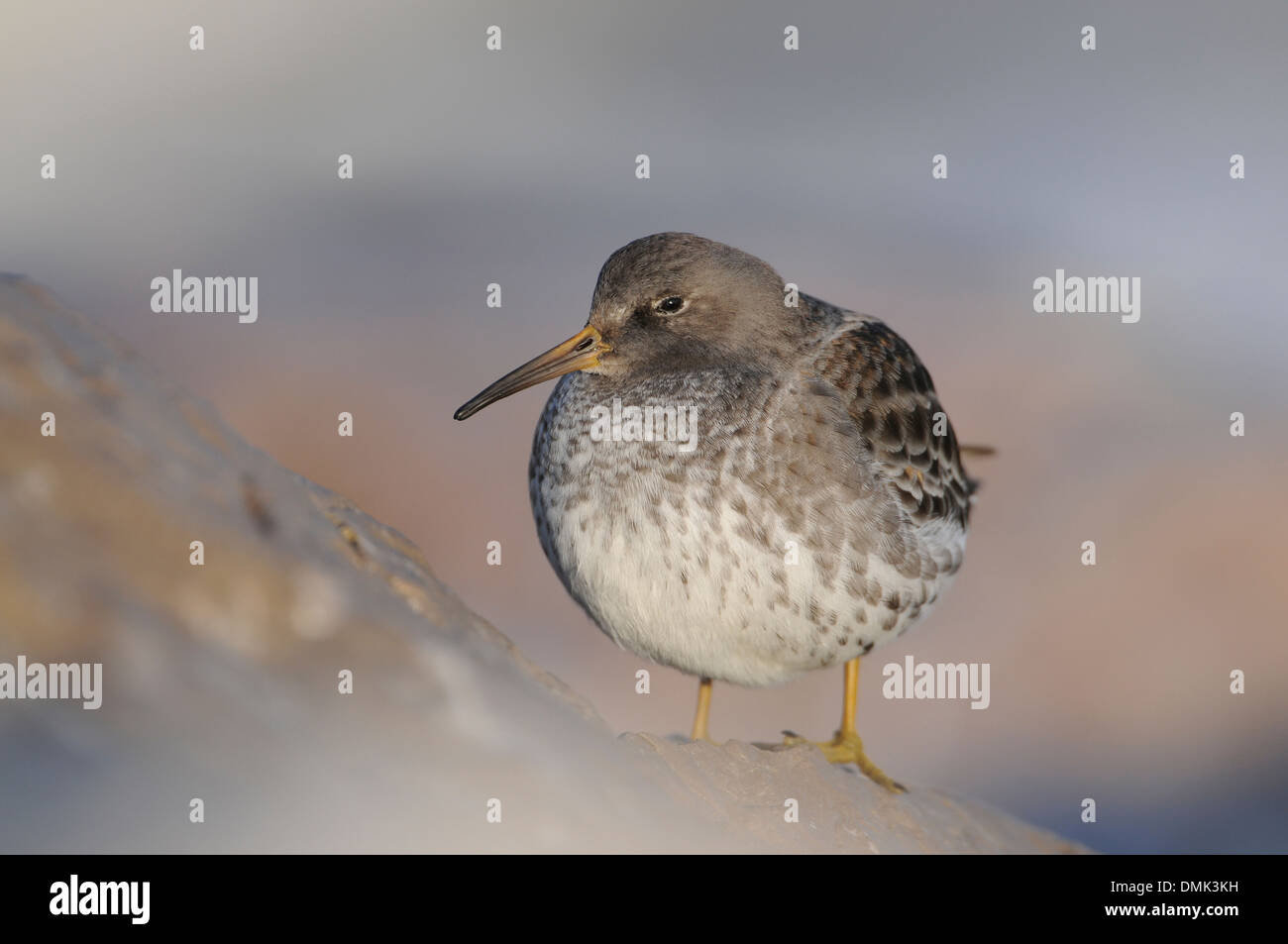 Purple sandpiper (Calidris maritima), in winter plumage, roosting on ...