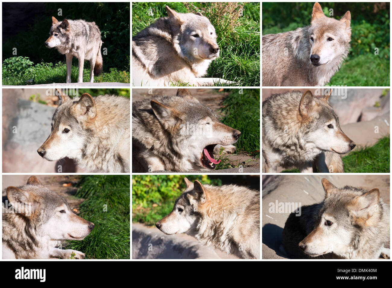 Wolf at zoo hi-res stock photography and images - Alamy