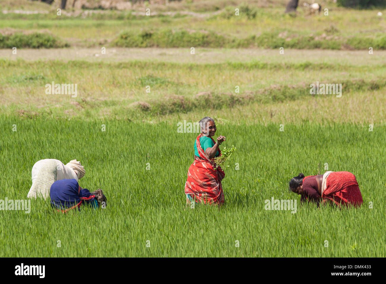 INDIAN WOMEN REPLANTING RICE ON A RICE PADDY IN THE FARMING REGION OF ...