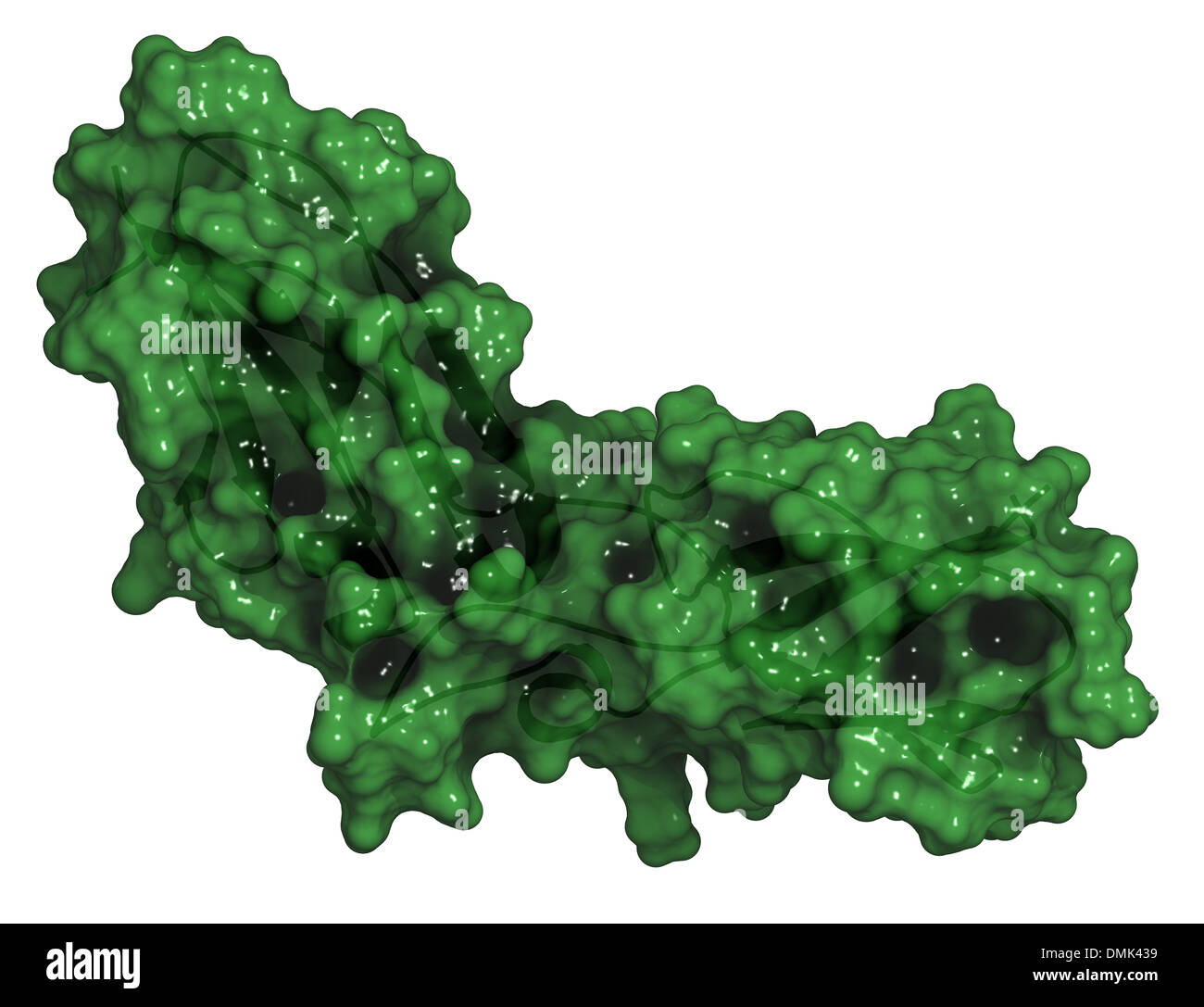Tissue factor (TF, extracellular part) protein. Essential in extrinsic ...