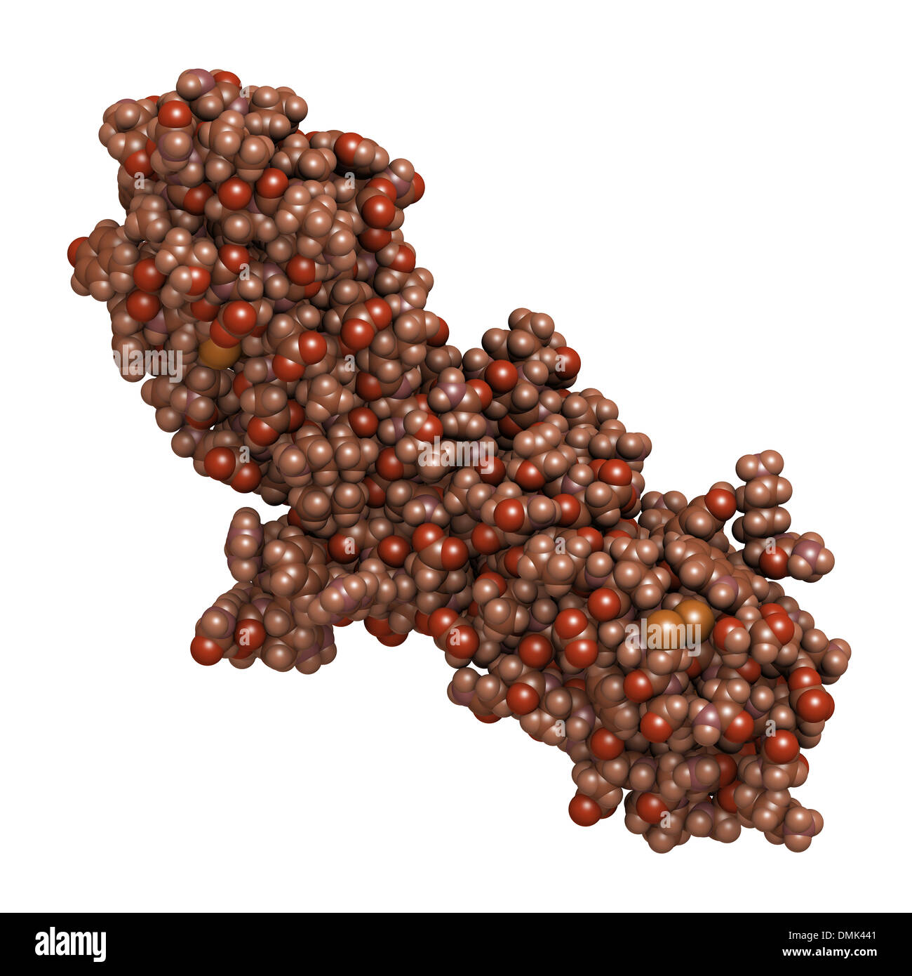 Tissue factor (TF, extracellular part) protein. Essential in extrinsic ...