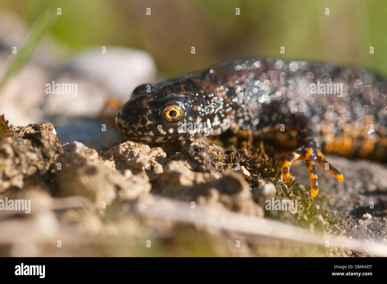 Great crested newt uk hi-res stock photography and images - Alamy