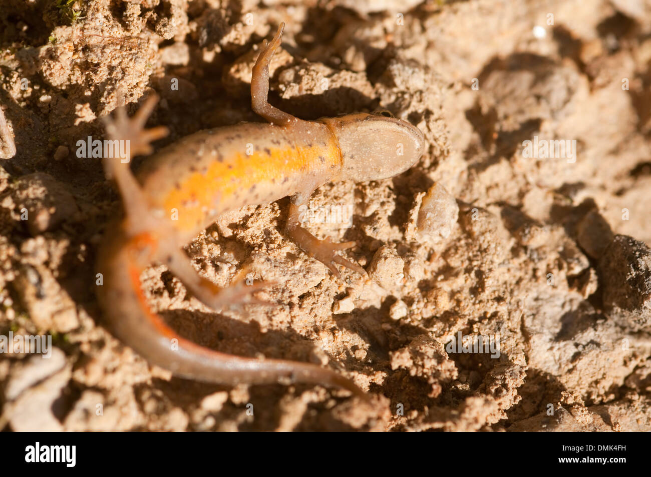 Dead newt hi-res stock photography and images - Alamy