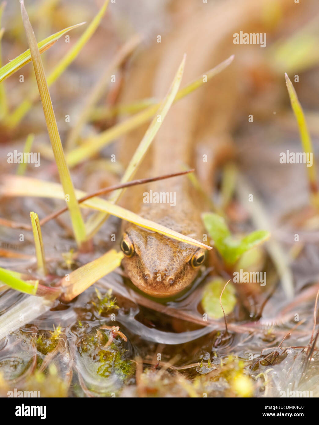 Dead newt hi-res stock photography and images - Alamy