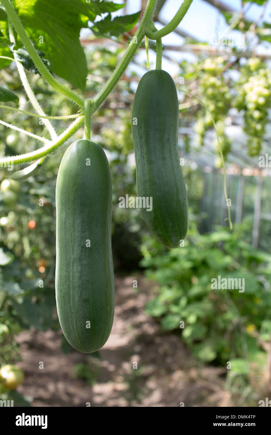 Bio cucumber hi-res stock photography and images - Alamy