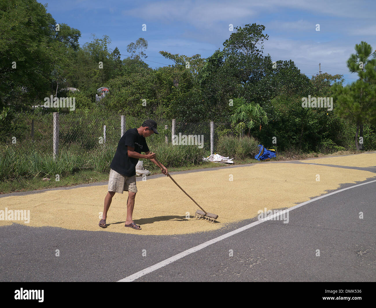 Rice drying on the road hi-res stock photography and images - Alamy