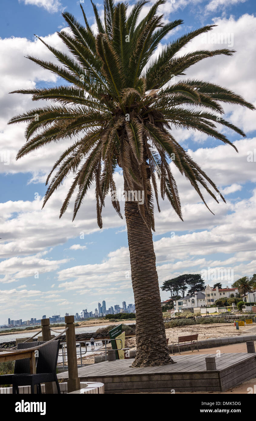 Melbourne city skyline palm tree hi-res stock photography and images ...