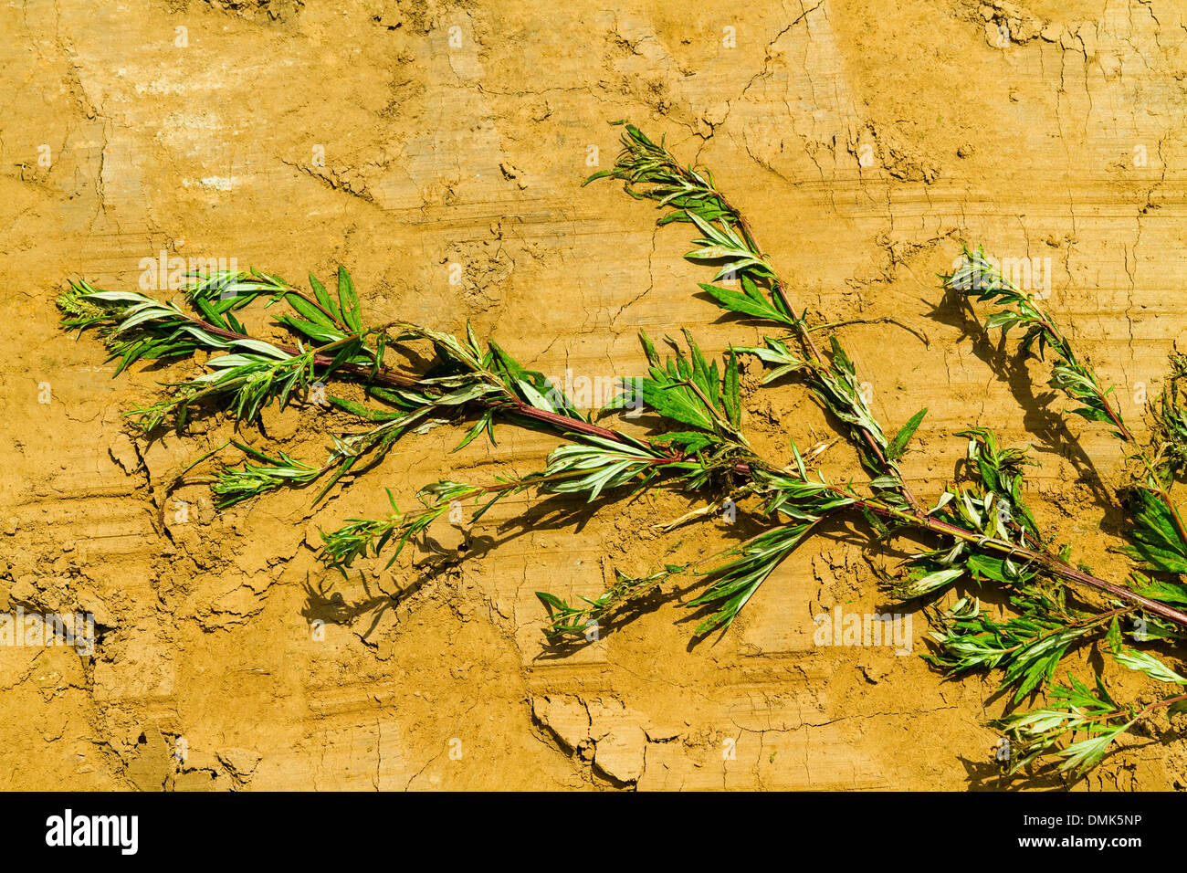 plant branch crushed on a building site Stock Photo - Alamy
