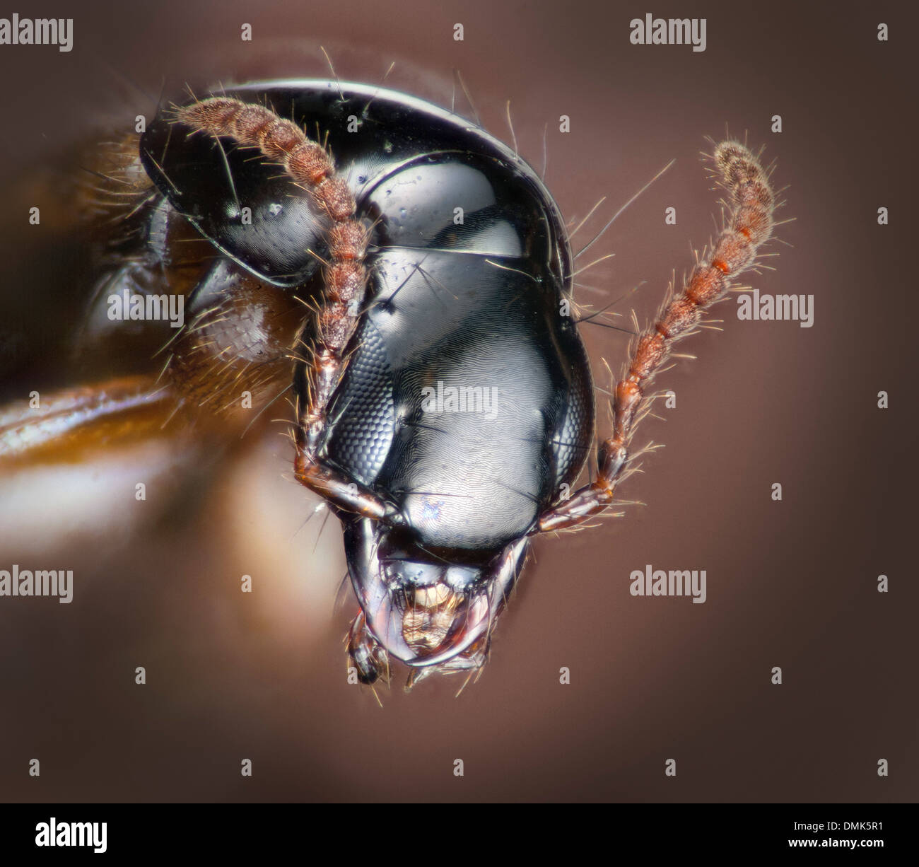 Rove beetle high macro portrait showing mouth parts and antennae Stock ...