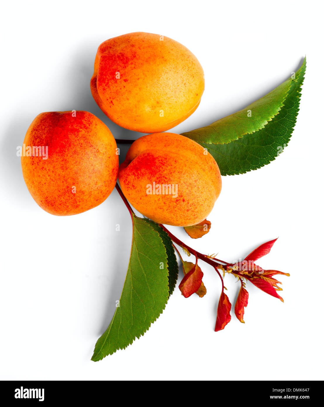 apricot fruits isolated on white background Stock Photo - Alamy