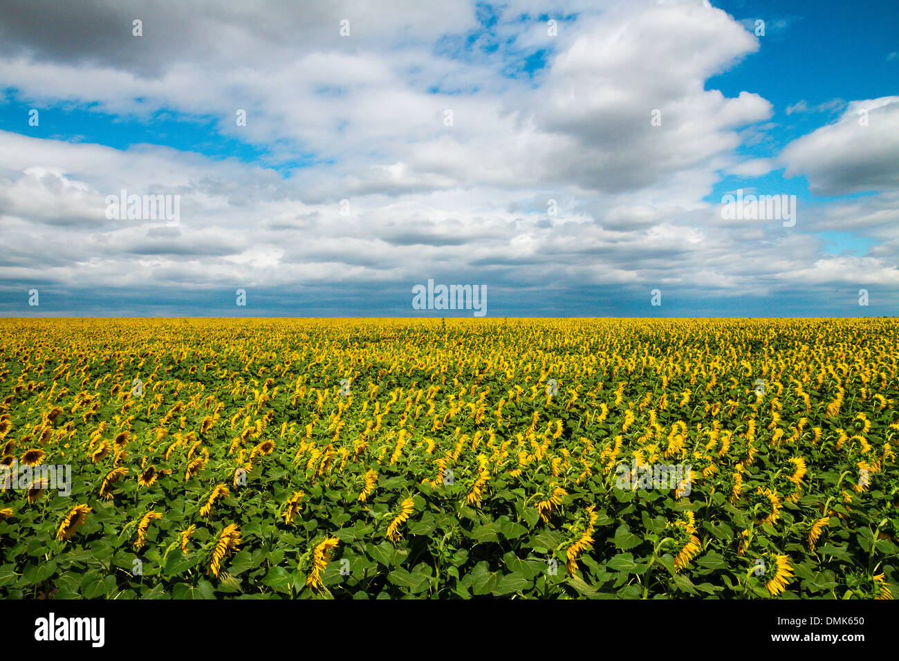 landscape from boundless field of sunflowers Stock Photo - Alamy