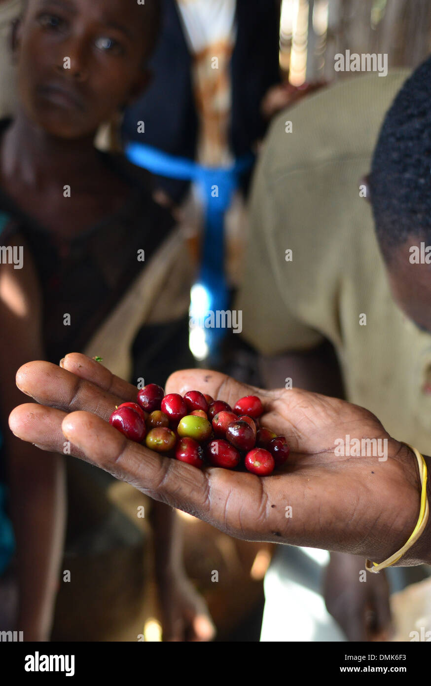 Coffee cherries, in the hand Stock Photo - Alamy