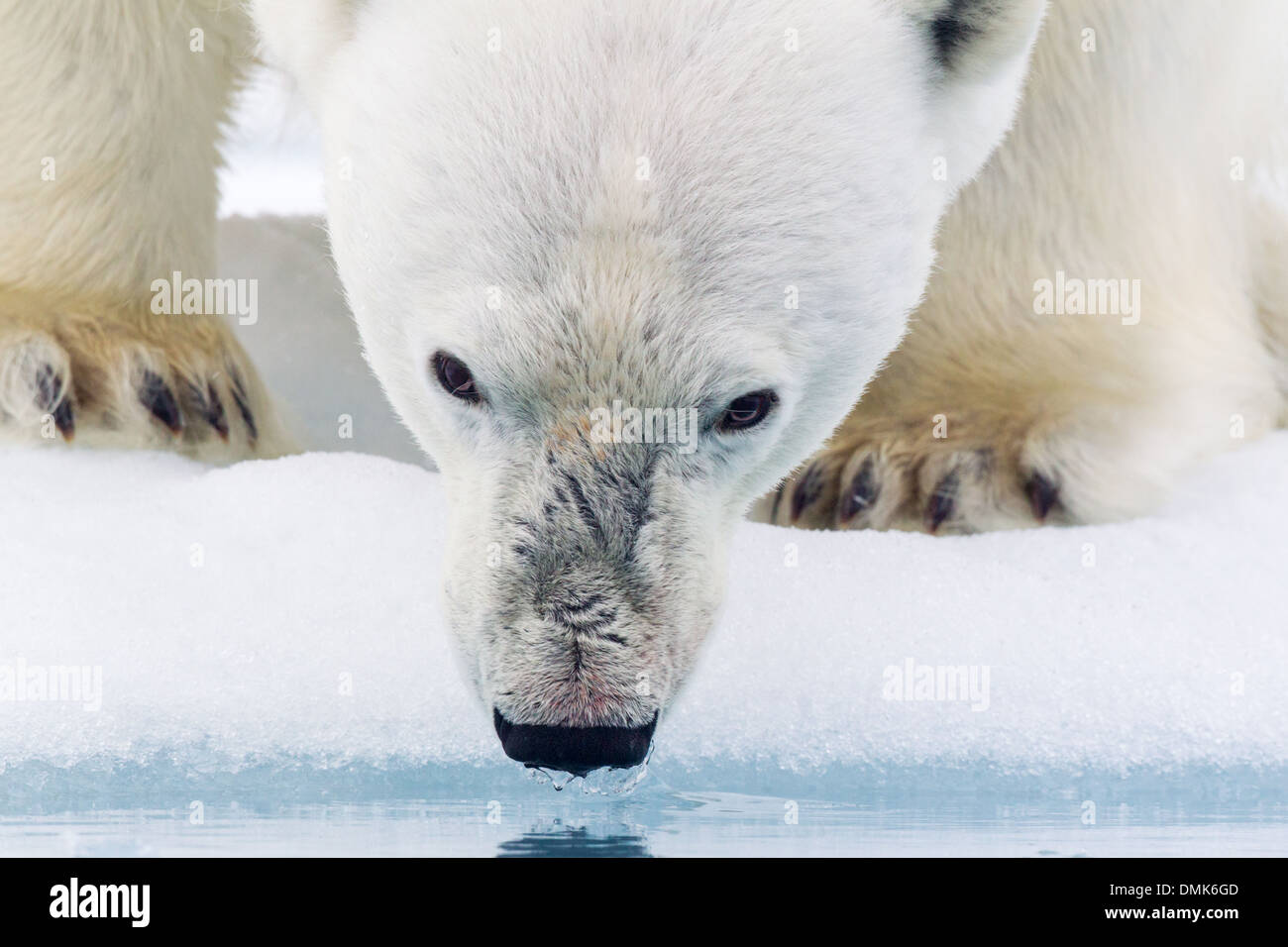 Polar Bear Drinking Stock Photo - Alamy