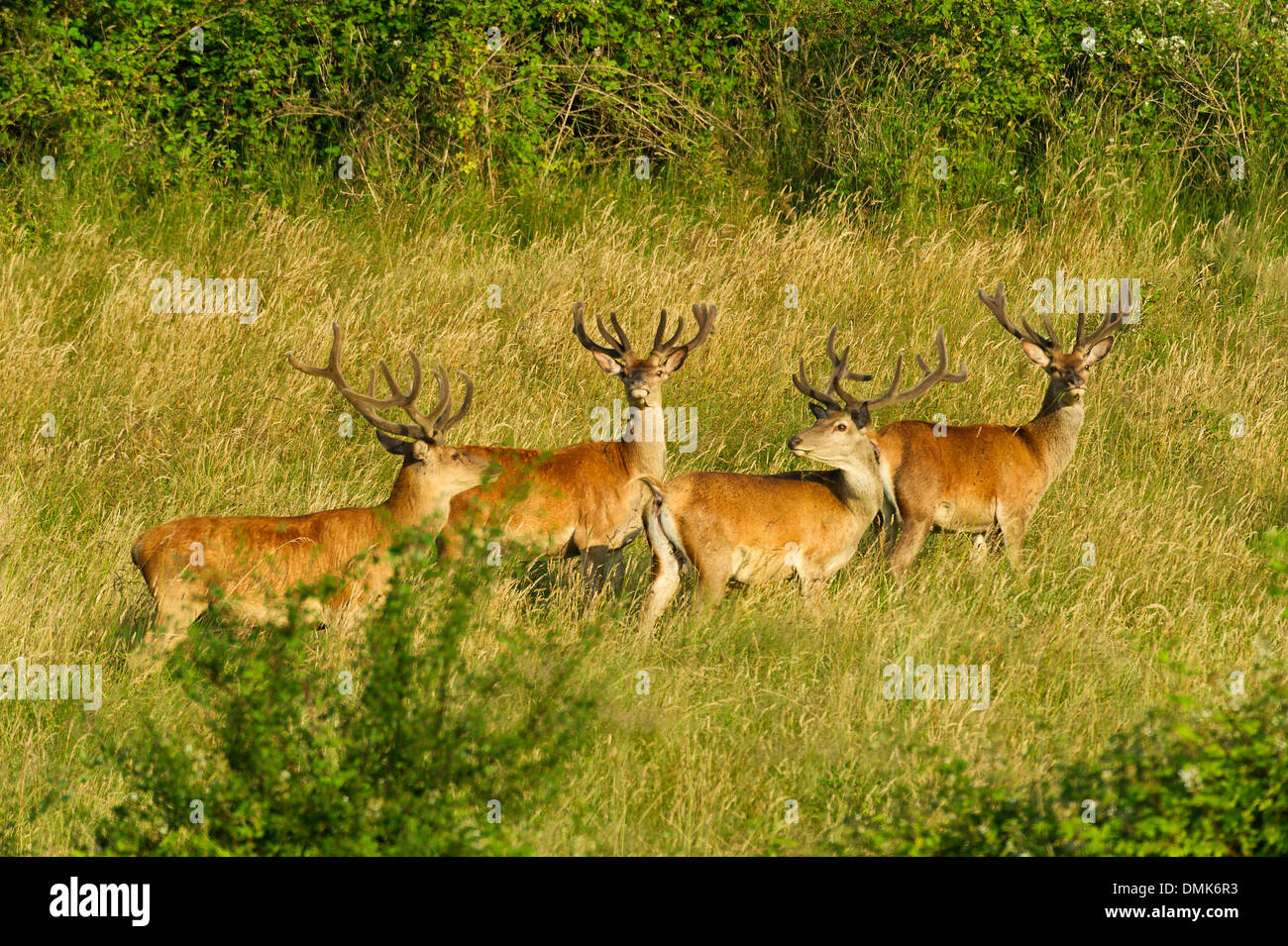 red deer in open prairie grasslands of Charente-Maritime, France Stock ...