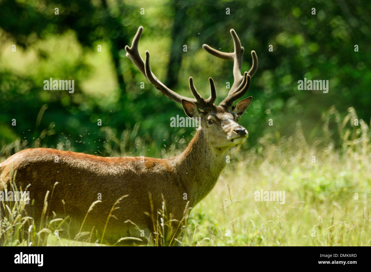 red deer in open prairie grasslands of Charente-Maritime, France Stock ...