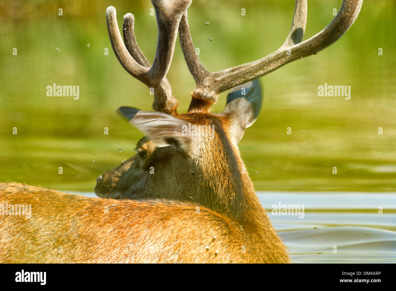 Deer antler velvet hi-res stock photography and images - Alamy