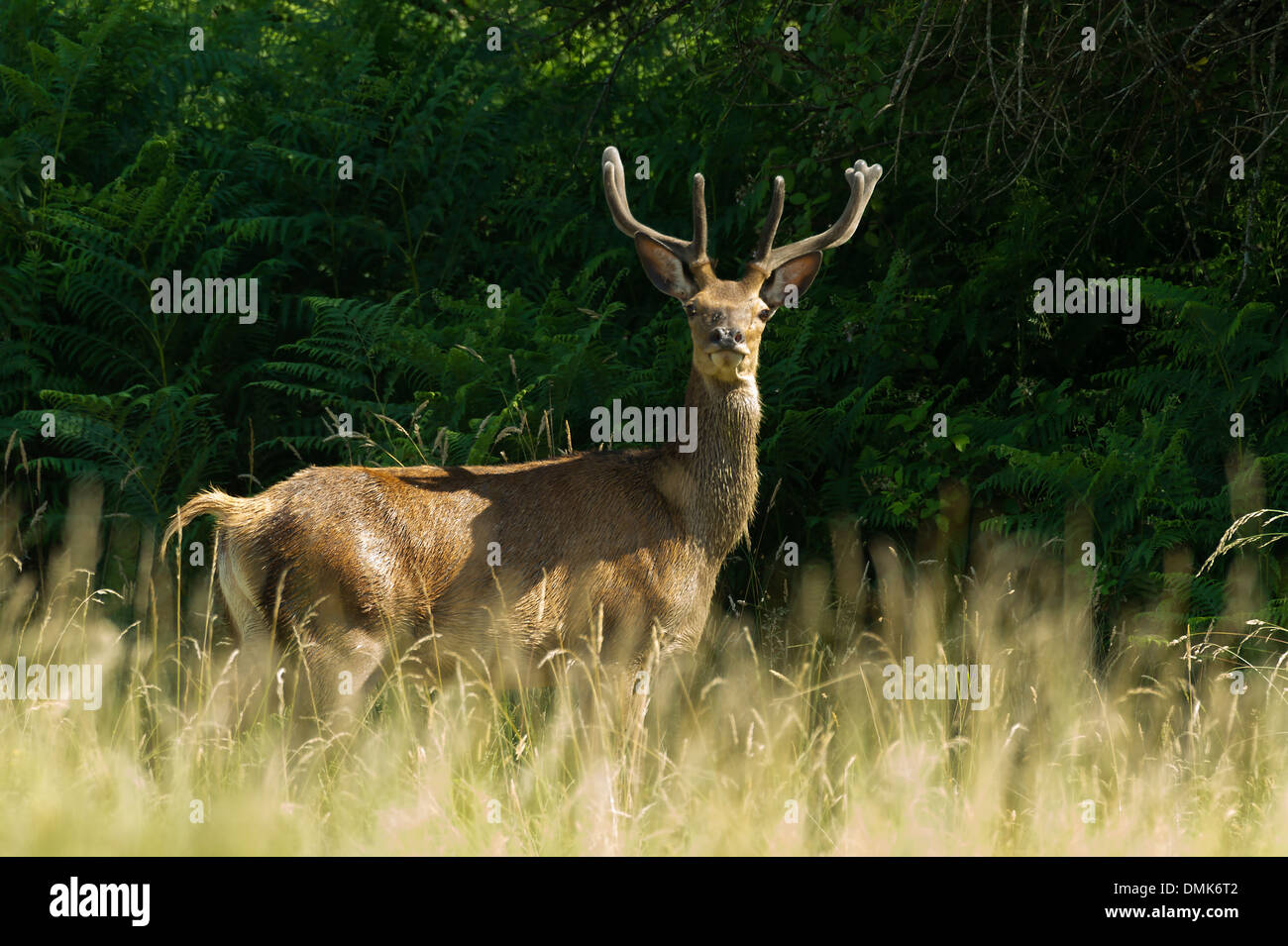 red deer in open prairie grasslands of Charente-Maritime, France Stock ...