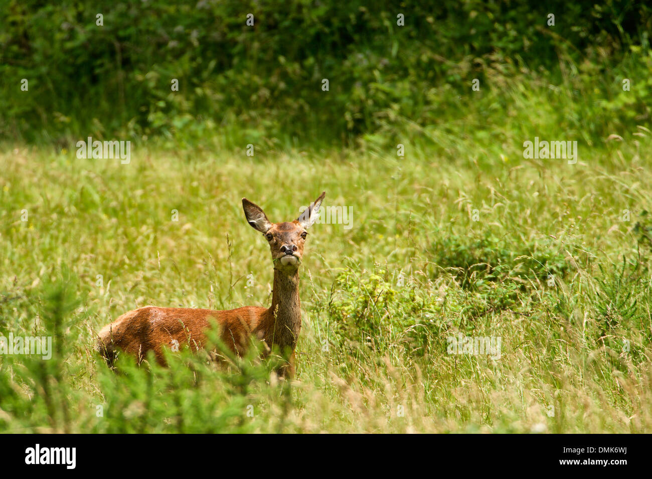 red deer in open prairie grasslands of Charente-Maritime, France Stock ...