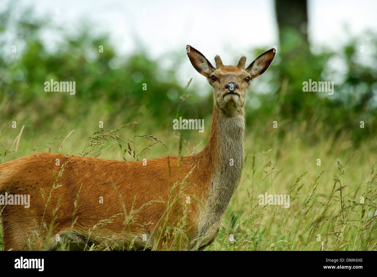 red deer in open prairie grasslands of Charente-Maritime, France Stock ...