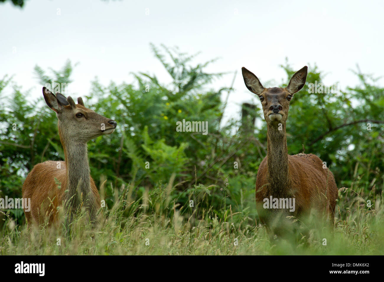 red deer in open prairie grasslands of Charente-Maritime, France Stock ...