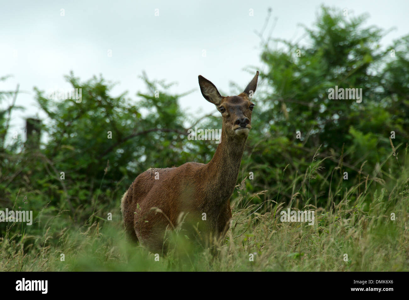 red deer in open prairie grasslands of Charente-Maritime, France Stock ...