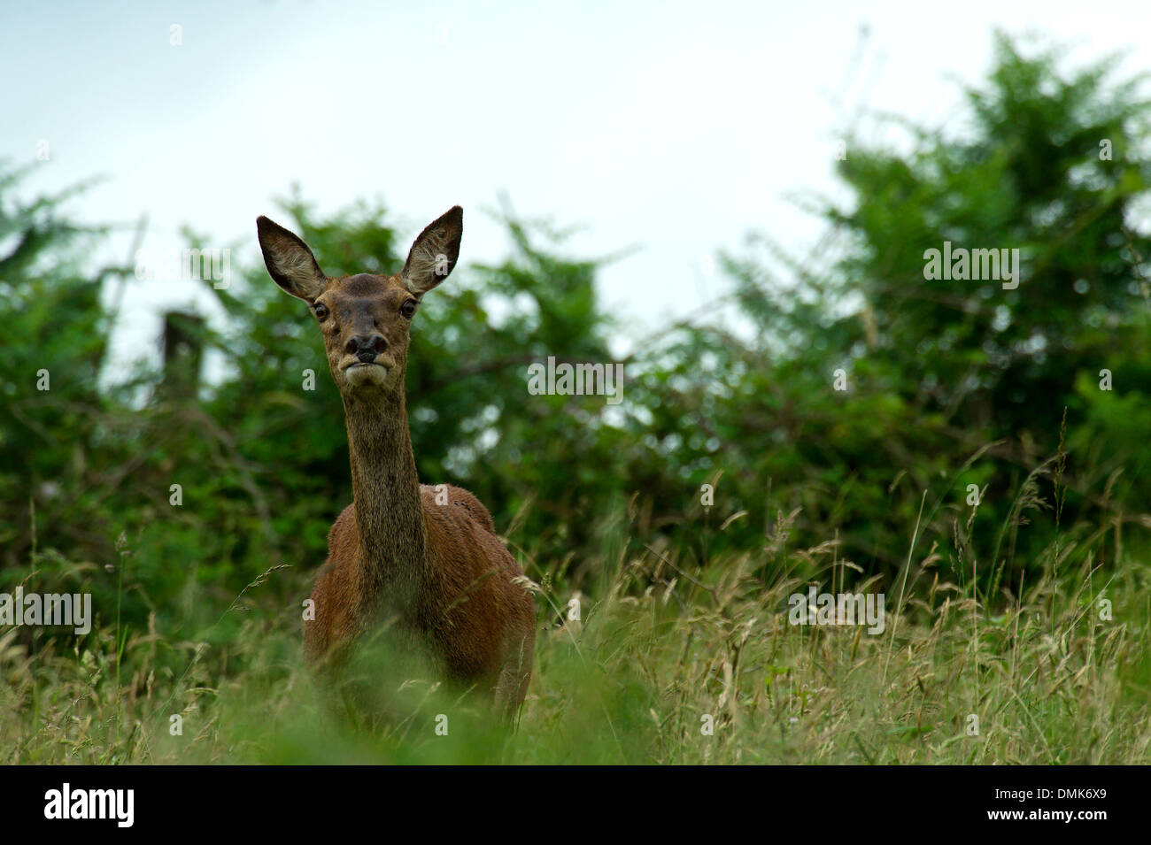 red deer in open prairie grasslands of Charente-Maritime, France Stock ...