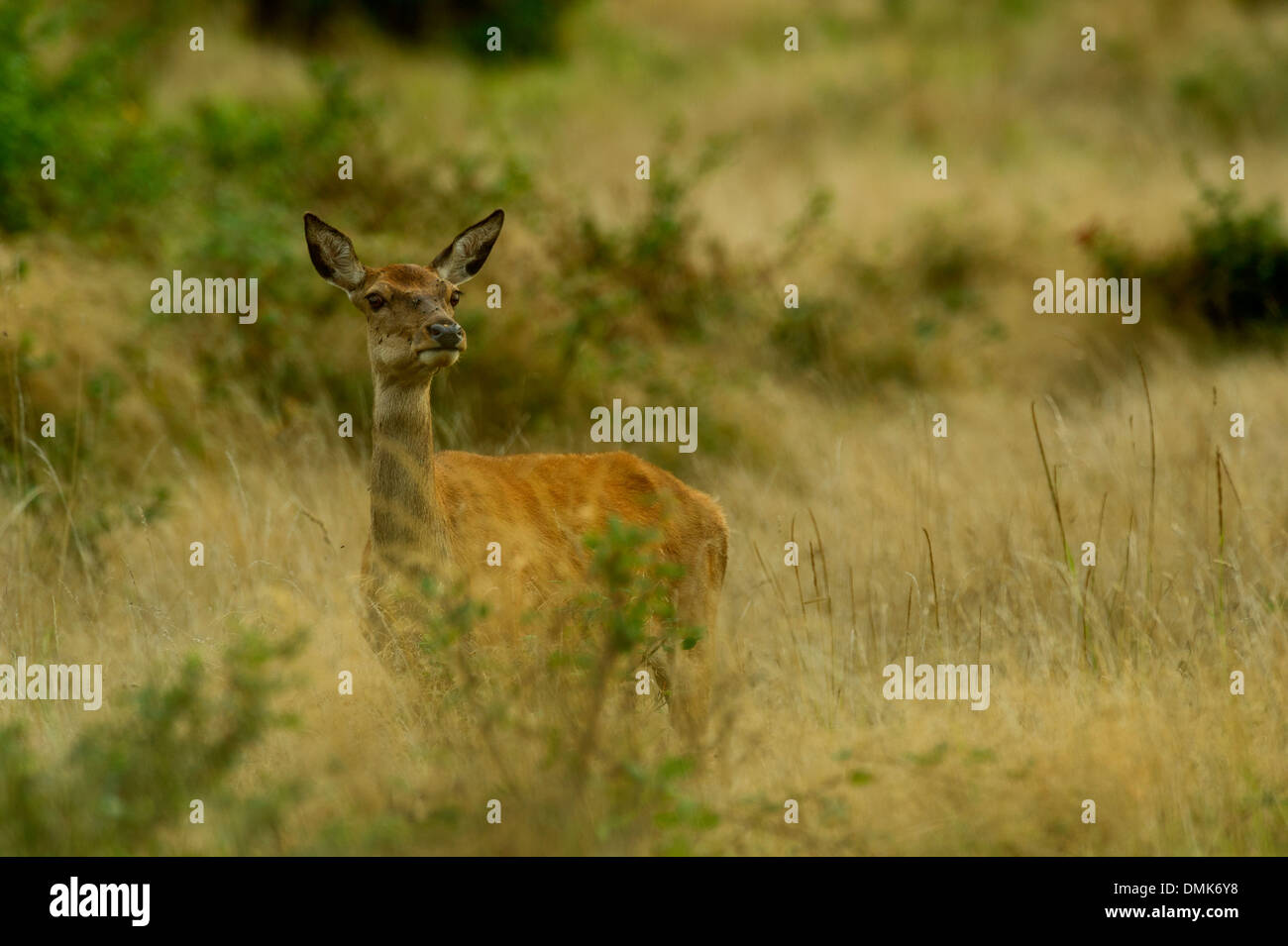 red deer in open prairie grasslands of Charente-Maritime, France Stock ...