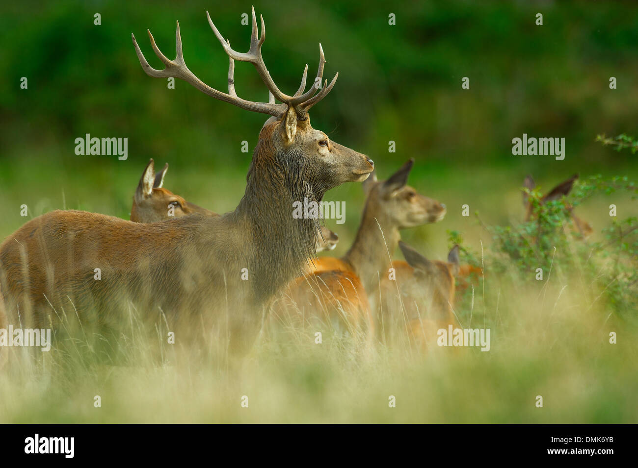 red deer in open prairie grasslands of Charente-Maritime, France Stock ...