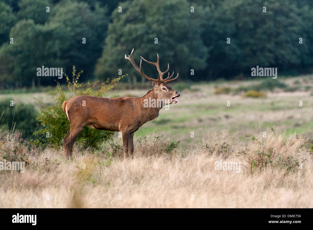 red deer in open prairie grasslands of Charente-Maritime, France Stock ...