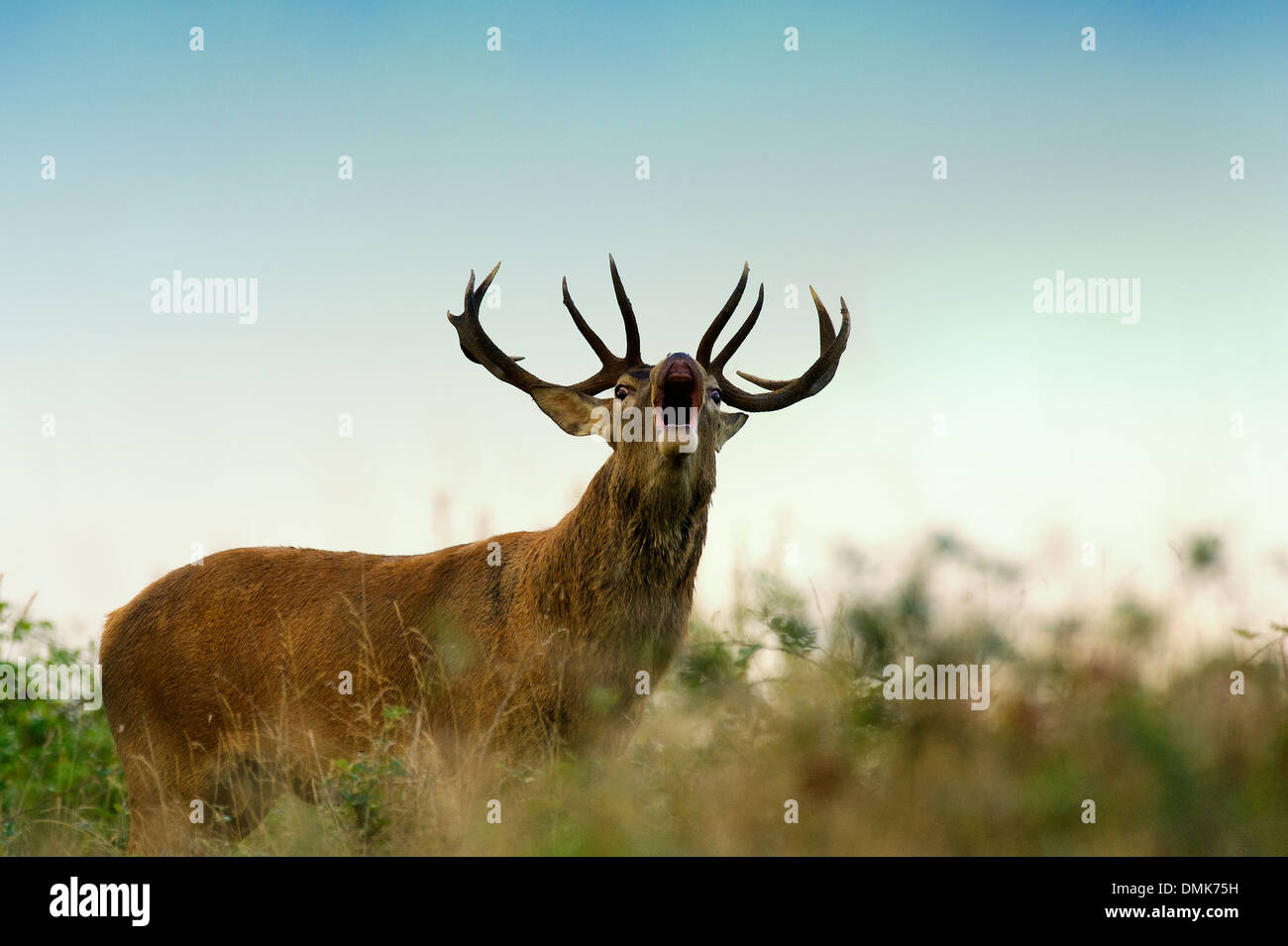 Red deer stag france hi-res stock photography and images - Alamy