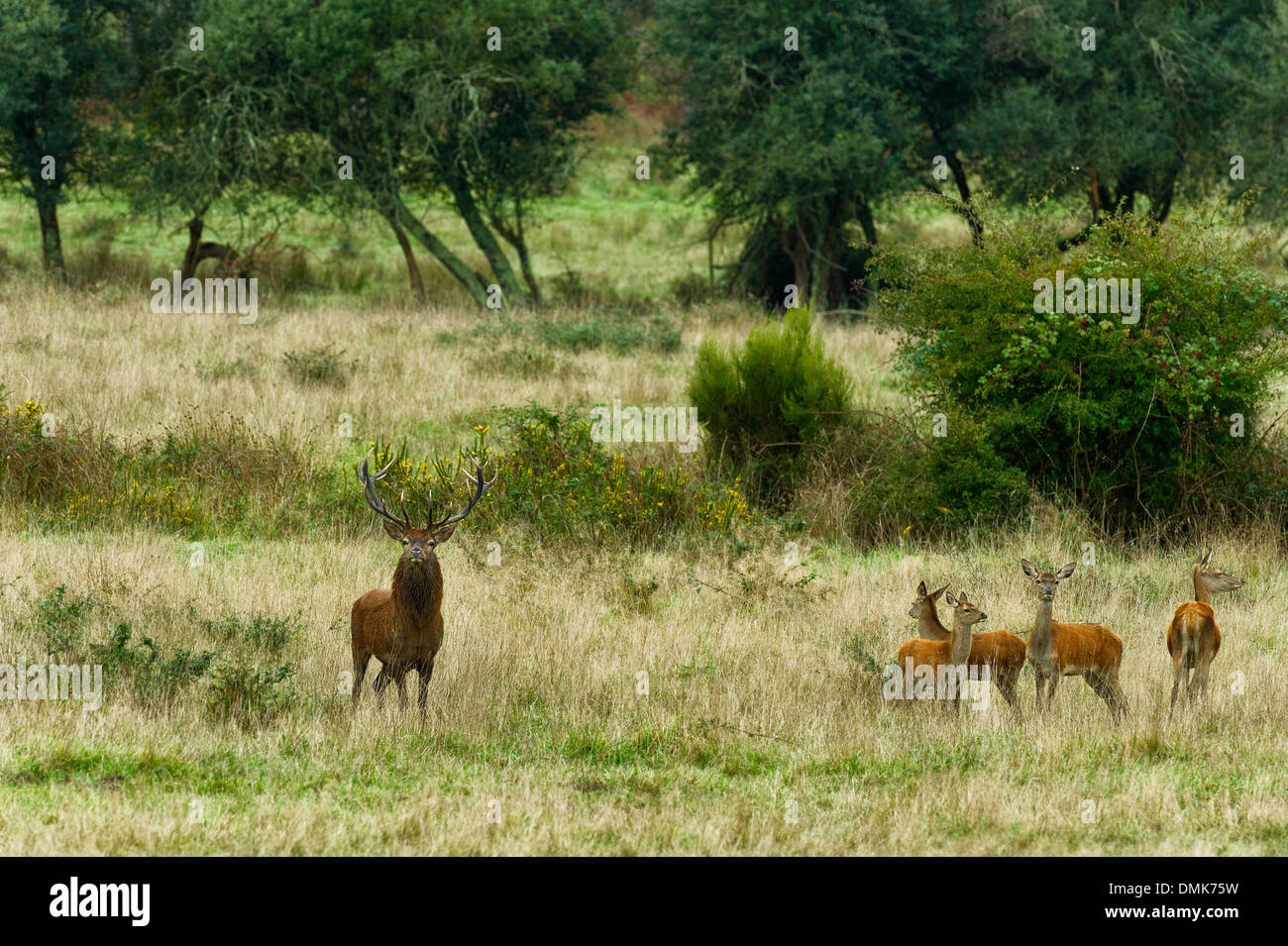 red deer in open prairie grasslands of Charente-Maritime, France Stock ...