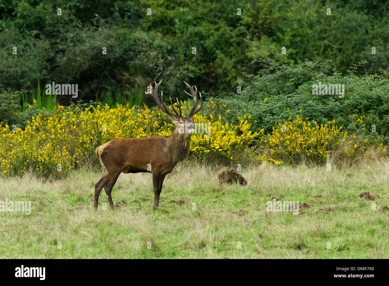 Open season france hi-res stock photography and images - Alamy