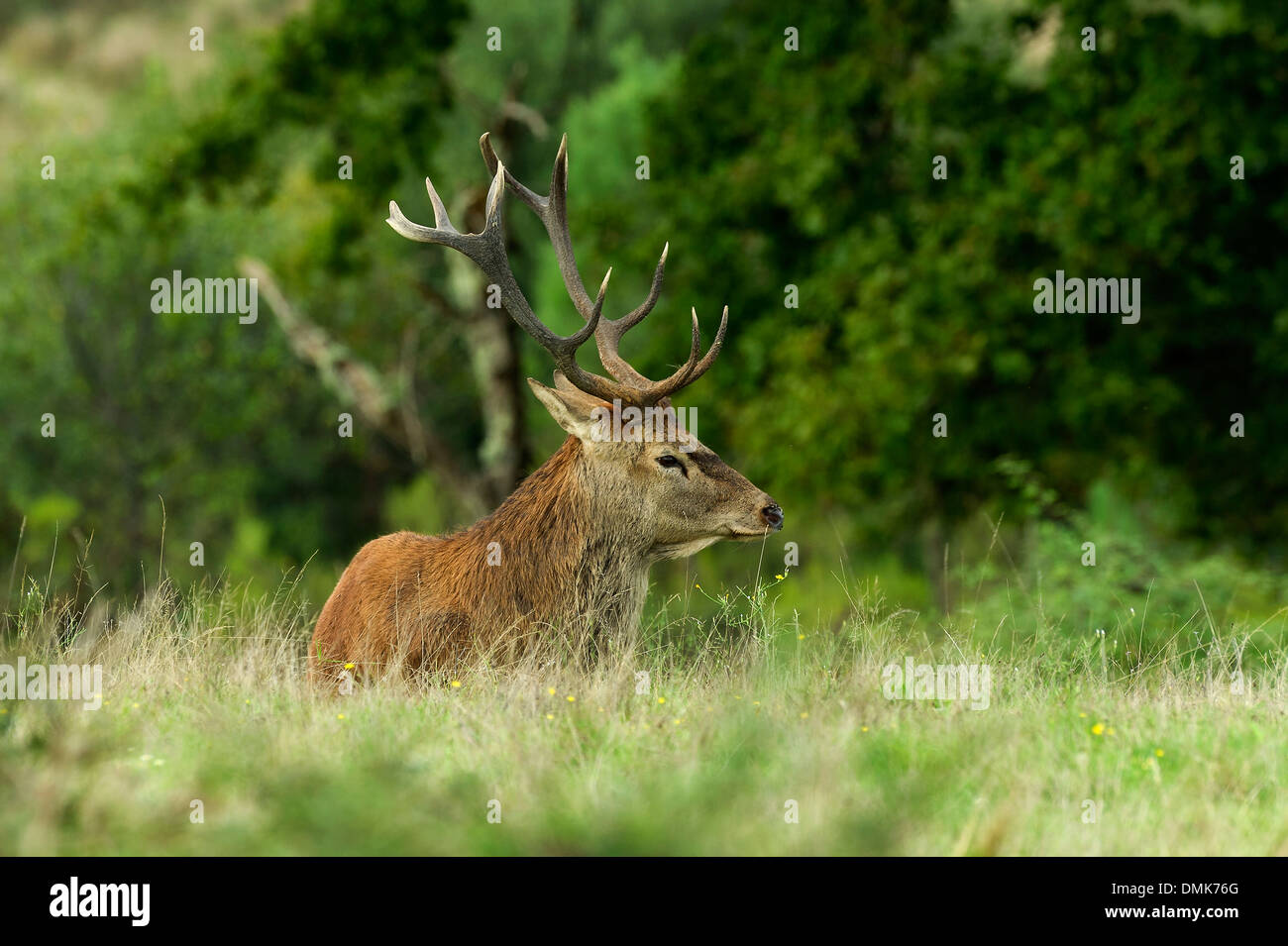 red deer in open prairie grasslands of Charente-Maritime, France Stock ...