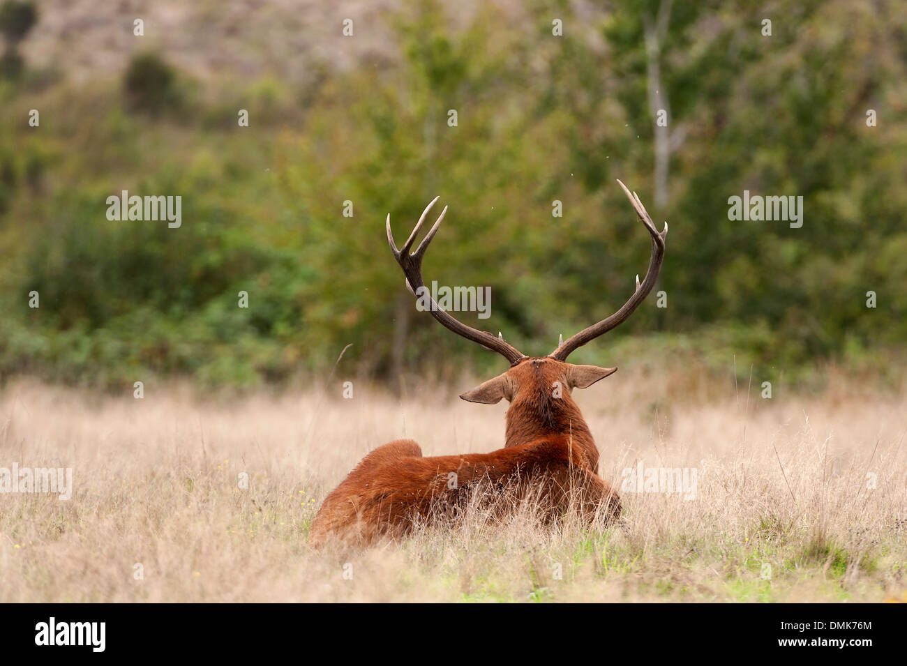 red deer in open prairie grasslands of Charente-Maritime, France Stock ...