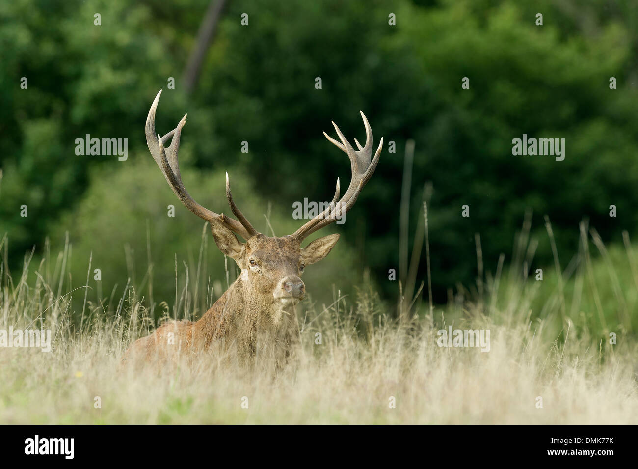 red deer in open prairie grasslands of Charente-Maritime, France Stock ...