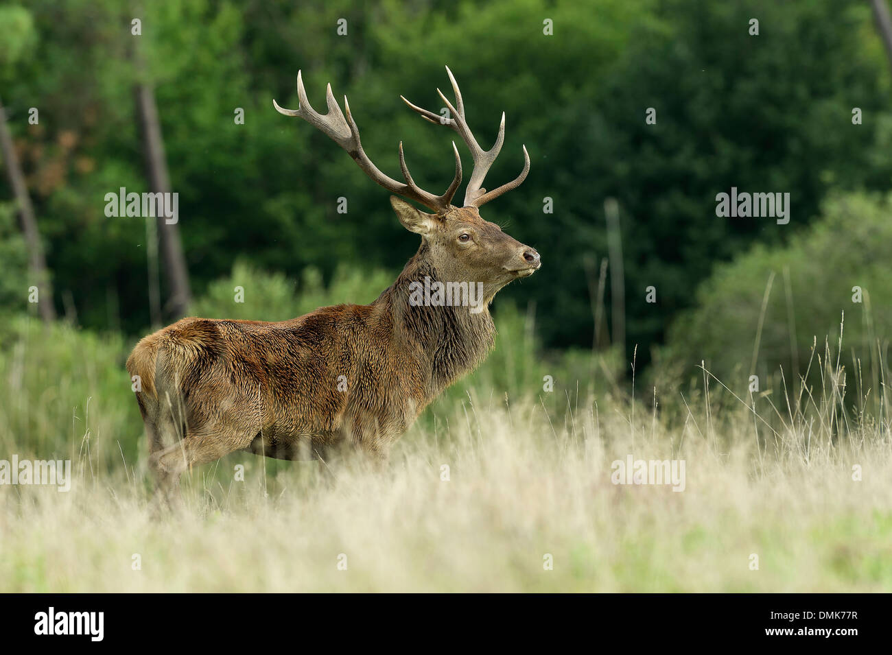 red deer in open prairie grasslands of Charente-Maritime, France Stock ...