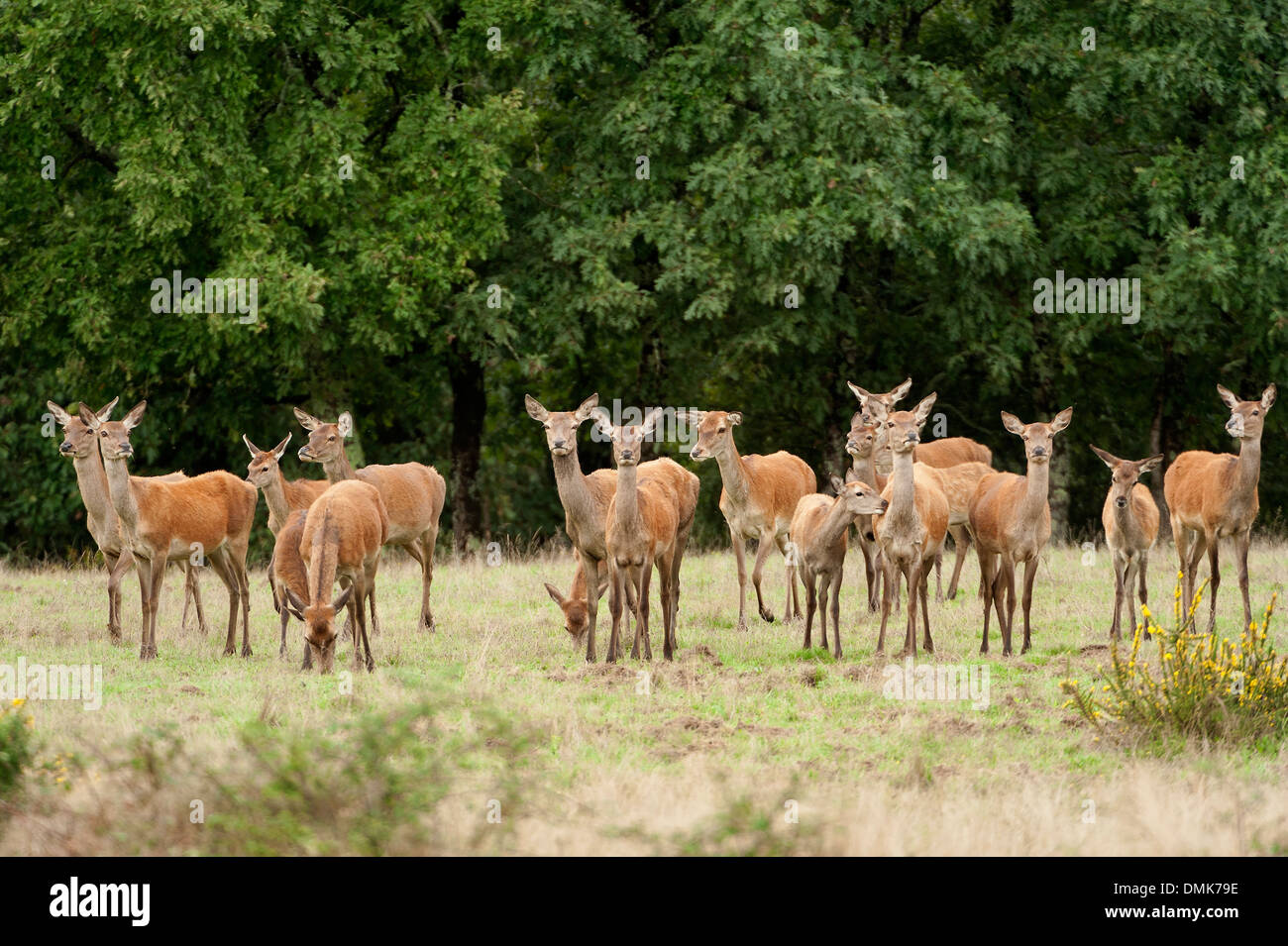 red deer in open prairie grasslands of Charente-Maritime, France Stock ...