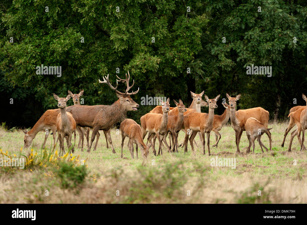 red deer in open prairie grasslands of Charente-Maritime, France Stock ...