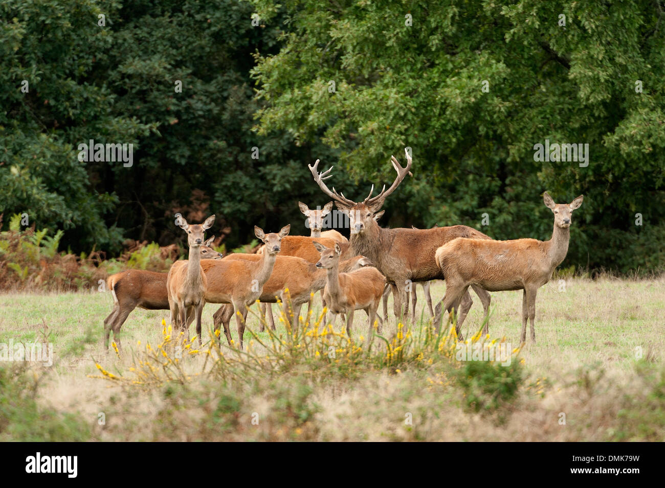 red deer in open prairie grasslands of Charente-Maritime, France Stock ...