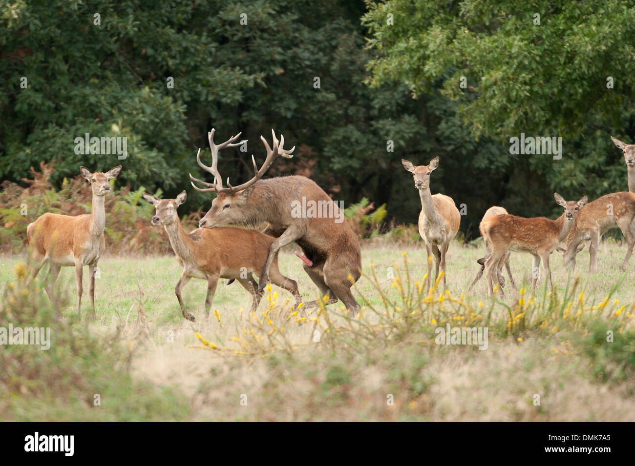 red deer in open prairie grasslands of Charente-Maritime, France Stock ...