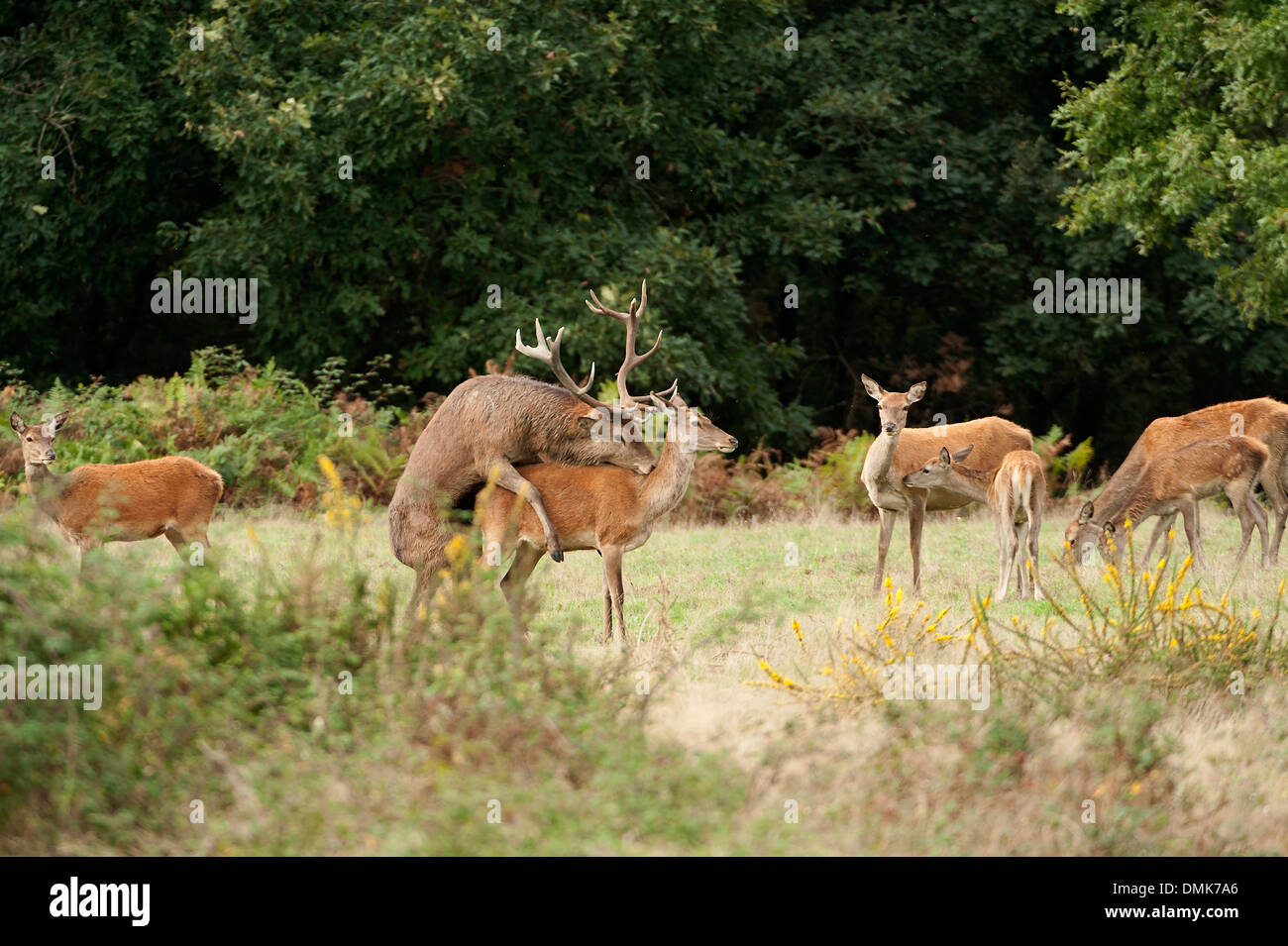 red deer in open prairie grasslands of Charente-Maritime, France Stock ...